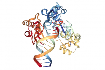 Feng lab – Laboratory of Experimental Physical Biology